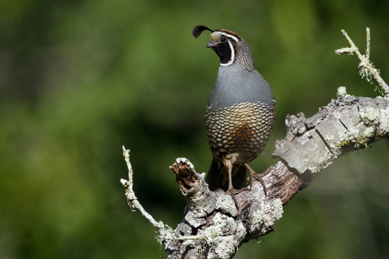 5 Quail Species to Raise - Backyard Poultry
